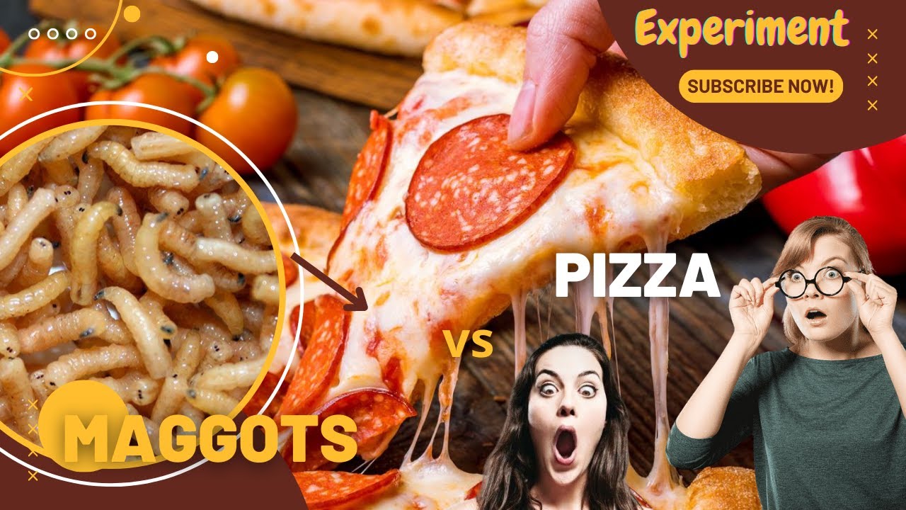 Time Lapse | Let's See How Fast The Maggots Eat Pizza? - YouTube