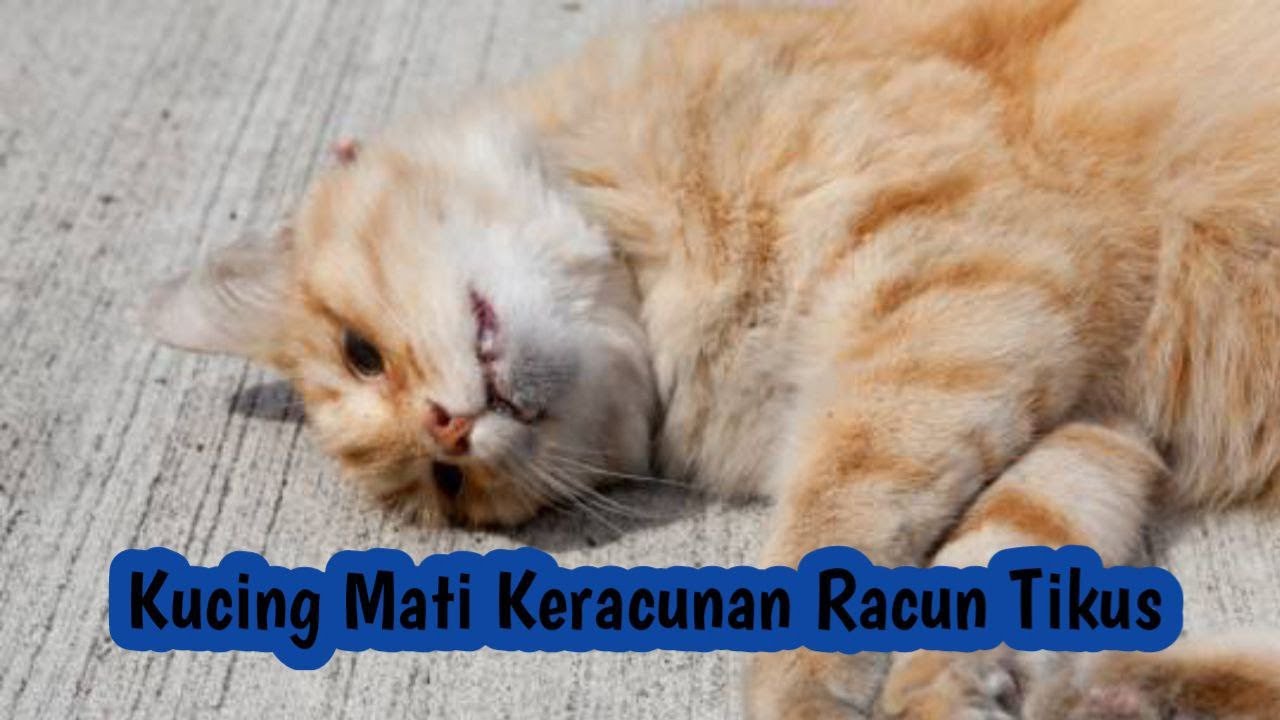 Ciri-ciri Kucing Mati Akibat Keracunan Racun Tikus - YouTube