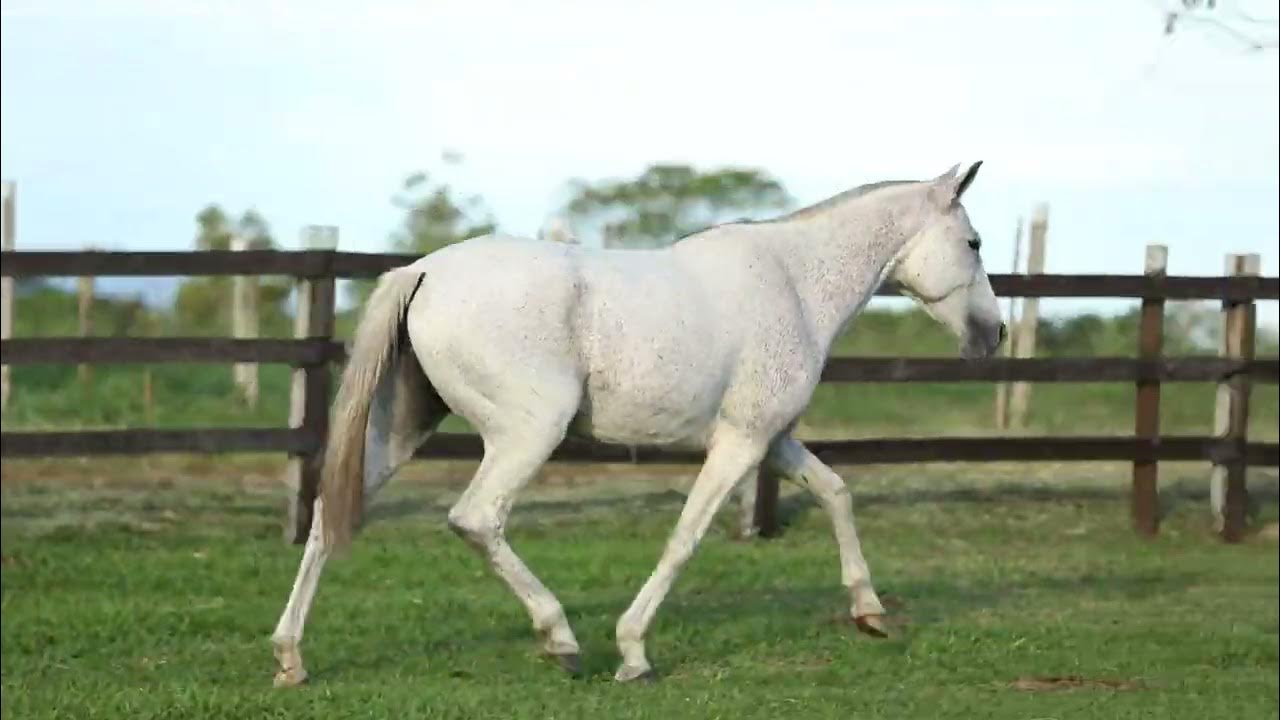 708B Acussena IZ KM 47 - YouTube