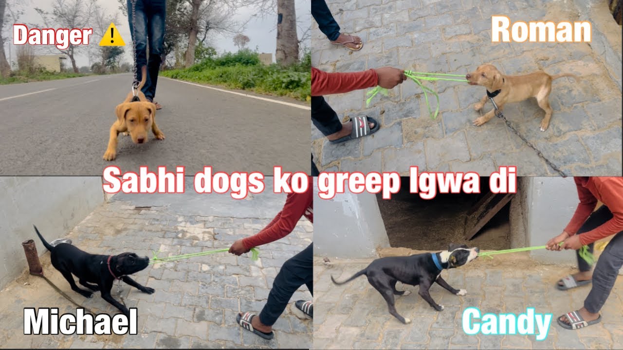 Aaj Abhi dogs ki greep lgwa di 😡😡|| Raaz Dog Vlogs || - YouTube