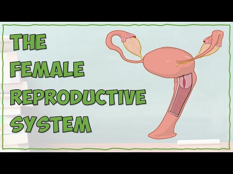 The Female Reproductive System