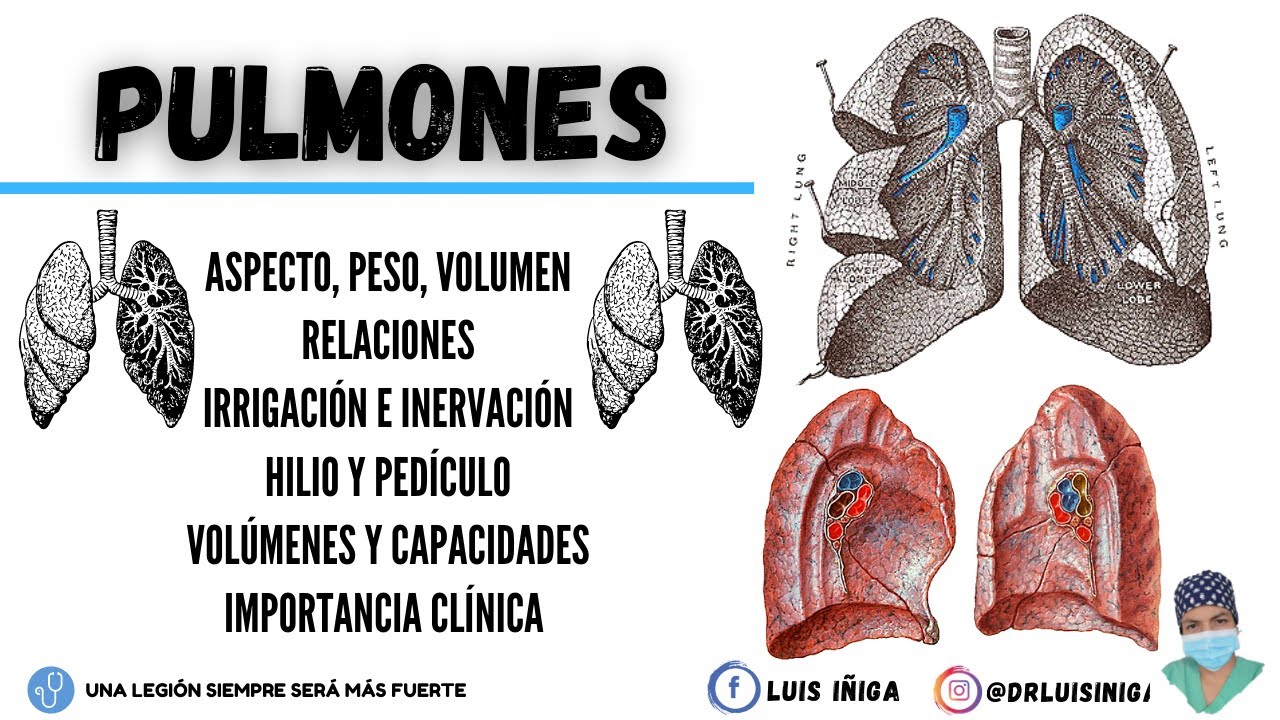 Anatomía: Pulmones | Características generales, Volúmenes y Capacidades ...