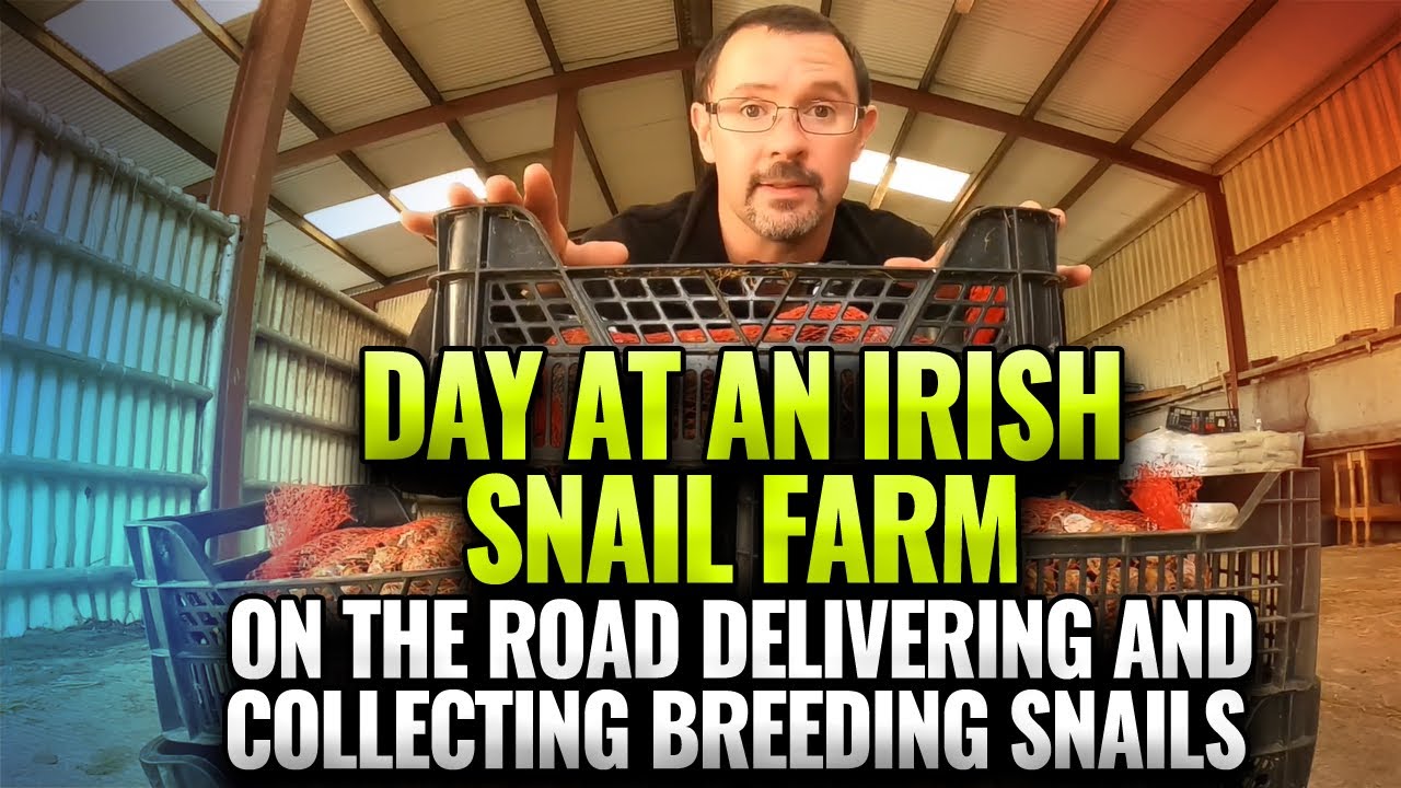 Day on an Irish Snail Farm: On the Road Delivering & Collecting ...