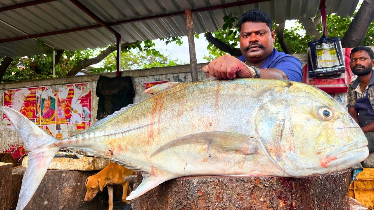 KASIMEDU 🔥 SPEED SELVAM | 24KG GIANTS WHITE TREVALLY FISH CUTTING VIDEO ...