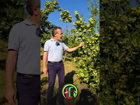 Tanrıverdi Fidancılık alıç bahçesi inceleme videosu | FENOMEN Medya ve Reklam Ajansı