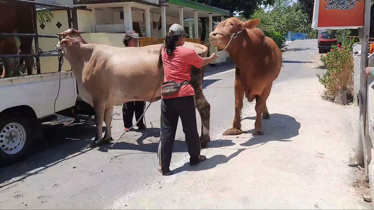 cavalo cruzando Orses Farm.sementales caballos y yeguas disponibles ...