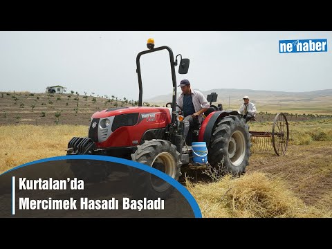 Kurtalan’da Mercimek Hasadı Başladı