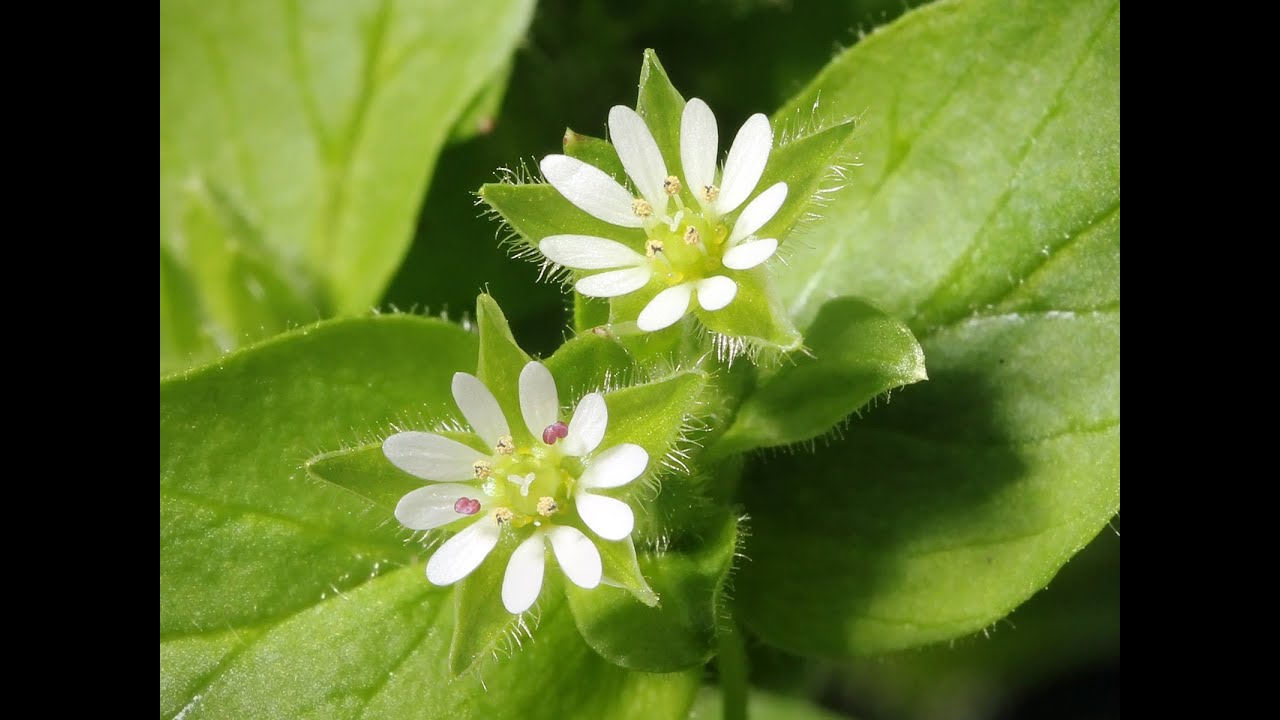 Chickweed - How To Identify This Tasty Wild Food ( Stellaria media ...