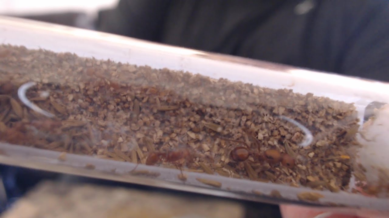 Unboxing video of my new Pogonomyrmex maricopa ant colony from Tar Heel ...