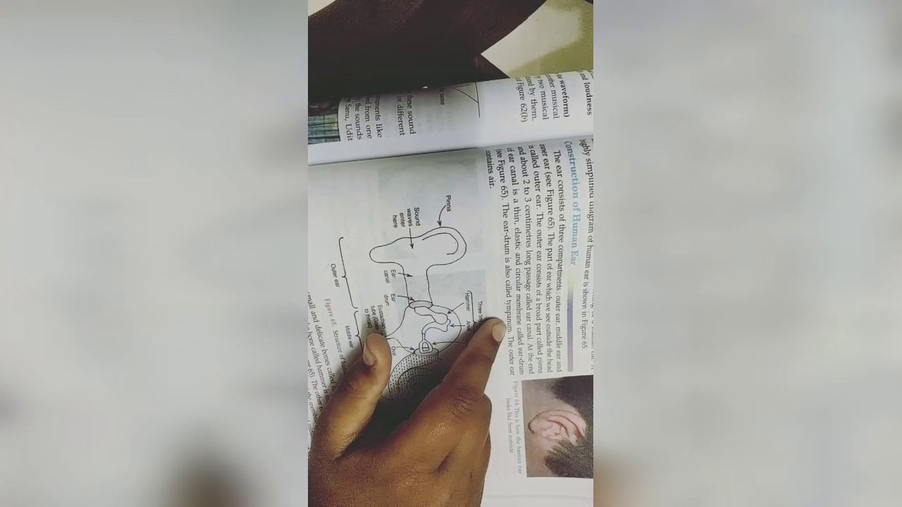 || Working of Human Ear || Class 9th || Physics || - YouTube