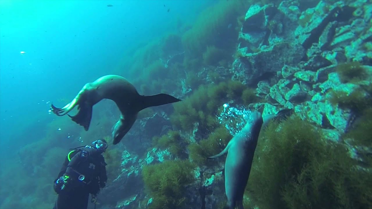 Sea Lion Dancing.mp4 - YouTube