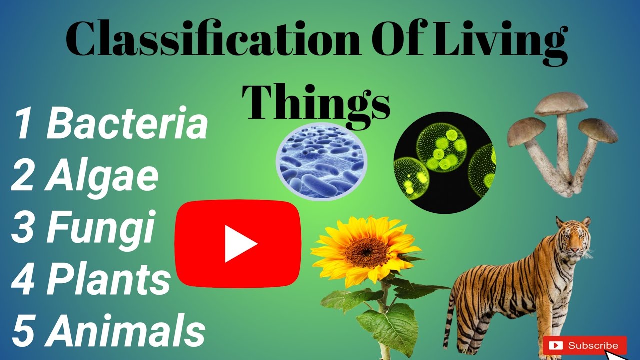 Classification of Living Things// five kingdom classification grade 5 ...