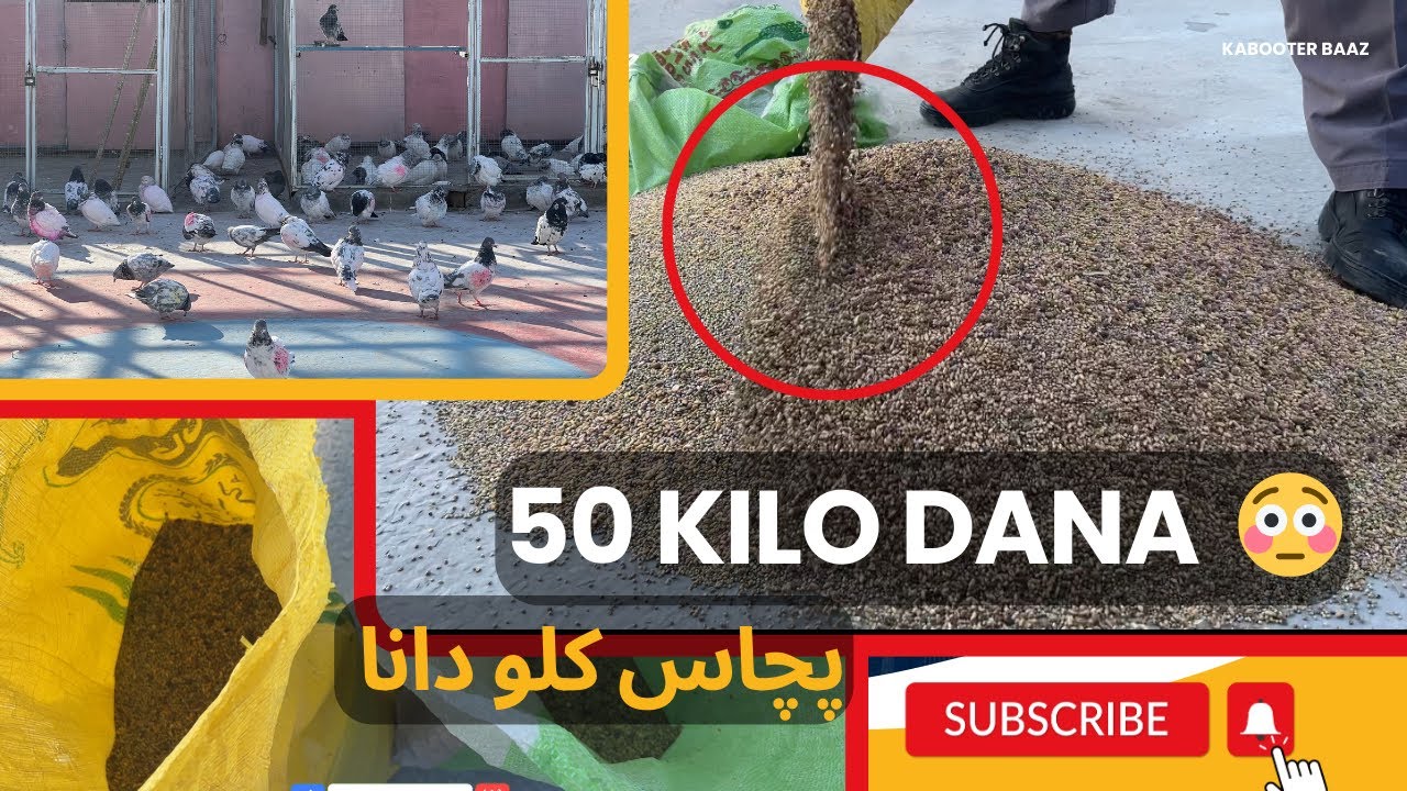 50 kilo Dana tyar kiya 😳| Dhoke Ratta Pigeon Club ️🕊️😍🔥 - YouTube