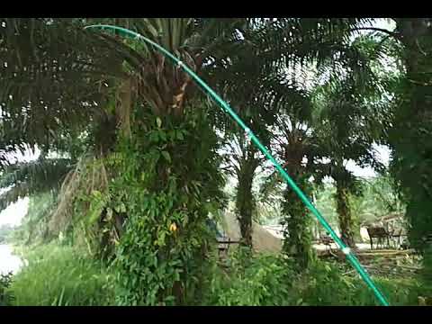 Kasian.. mancing gagal fokus