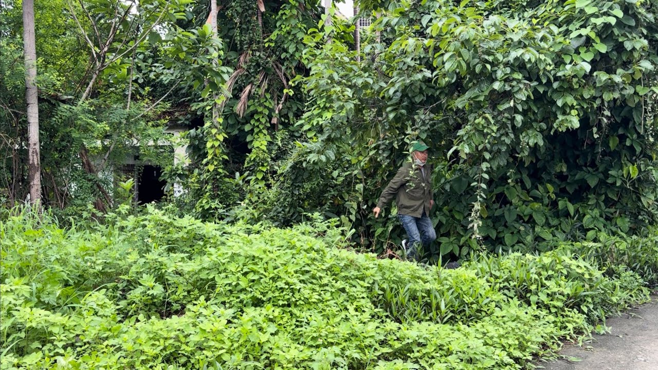 Cut overgrown trees CLEAN UP to revive abandoned storm house - SHOCK ...