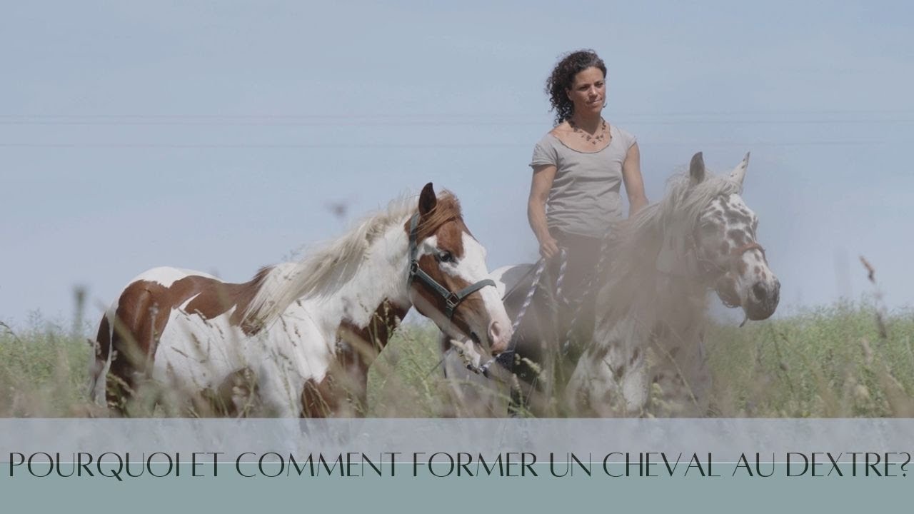 Pourquoi et comment former un cheval au dextre? - YouTube