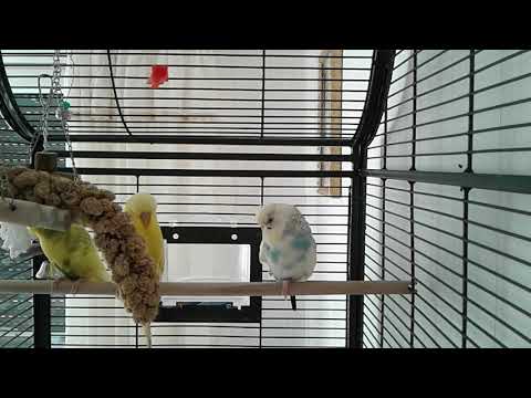 Yashil oq-ko'k sariq sariq budgerigarlar