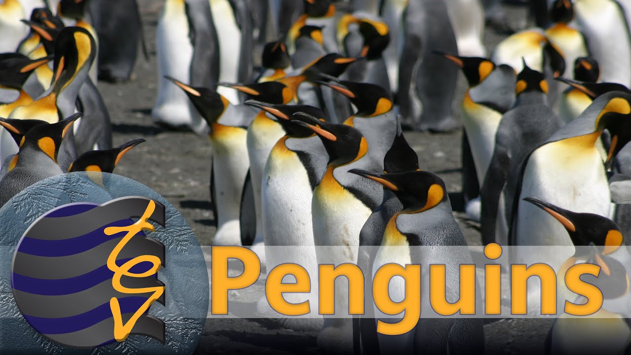 Penguins - The Flightless Wonders of the Ocean - YouTube