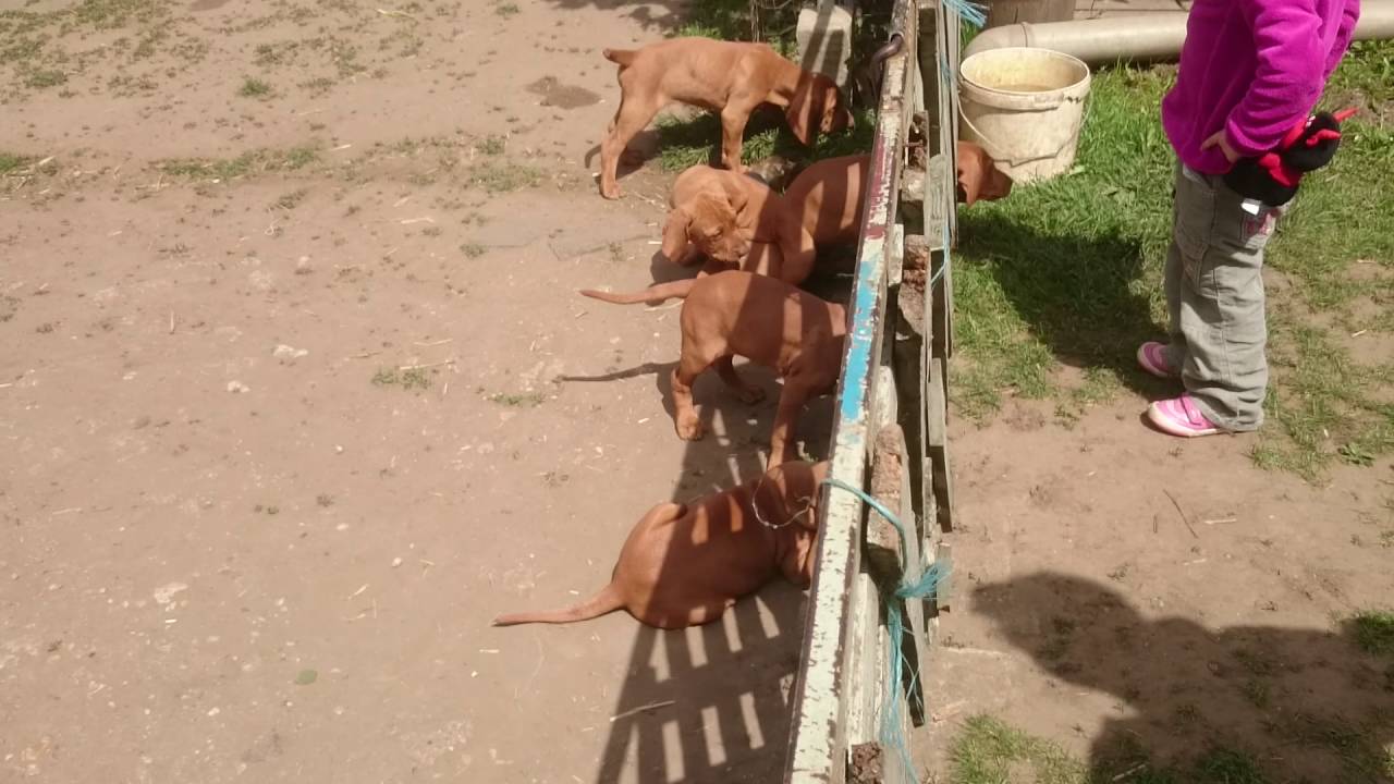 Magyar Vizsla 12 - Aba-Amádé Kennel - YouTube