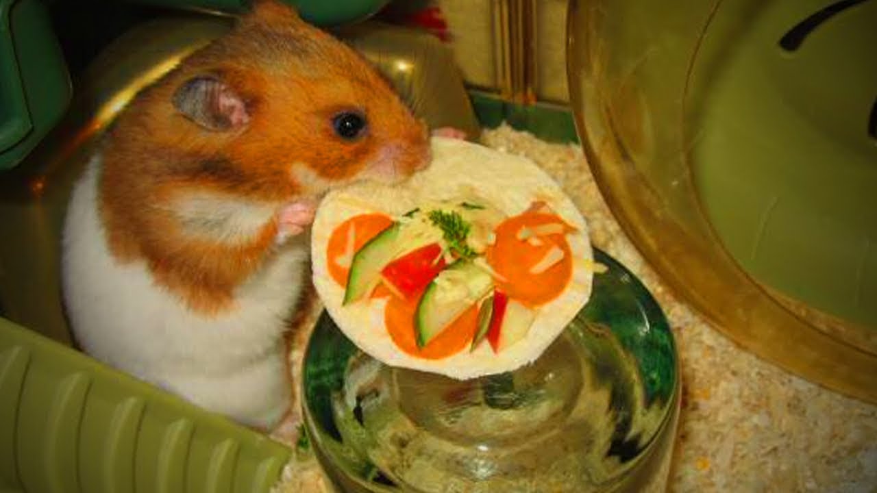 Little Animals 🐿️😍 Little Cute Animals Playing (Part 1) [Funny Pets ...