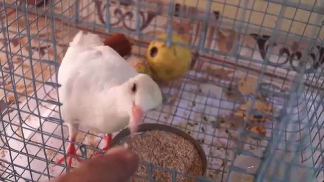 Pigeon Intelligence Demo - YouTube