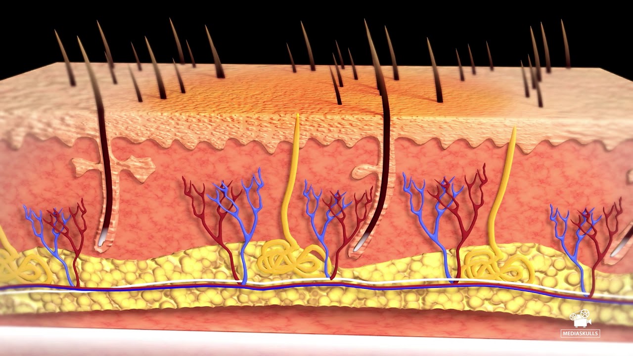 Burns: Classification & Treatment | 3D Animation | MediaSkulls - YouTube