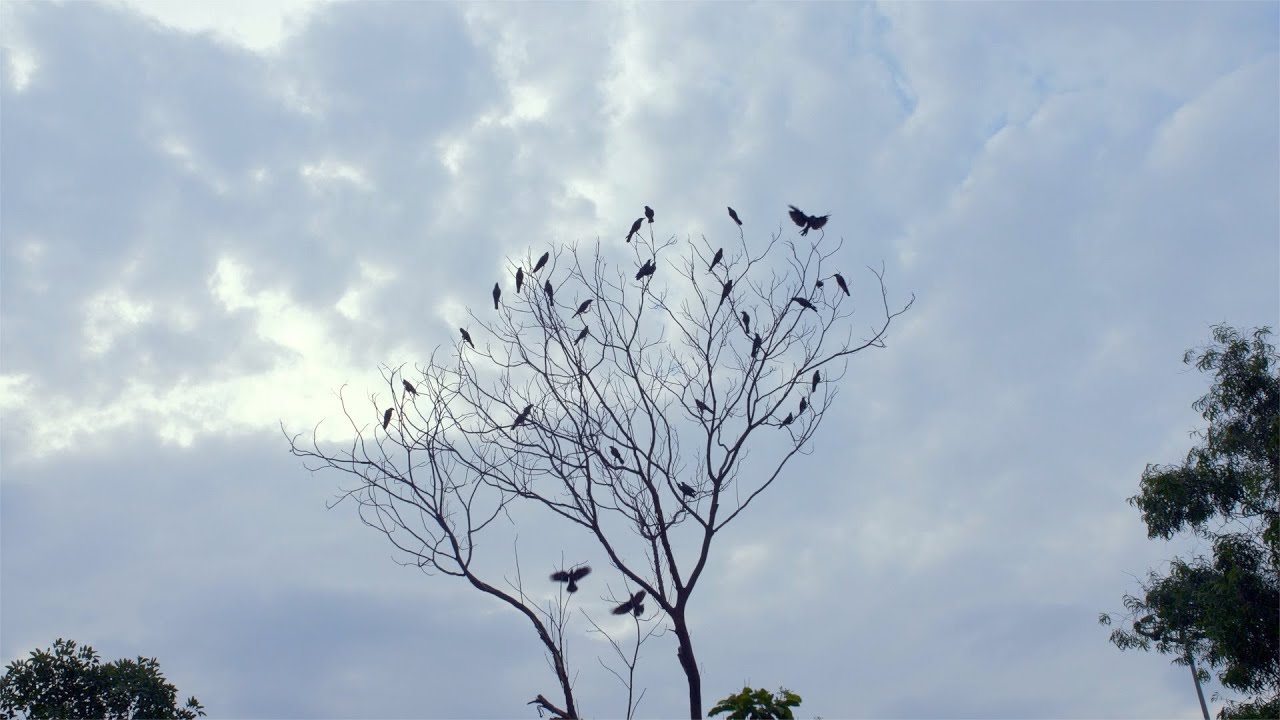 A flock of birds flying around a tree in the blue cloudy sky ...