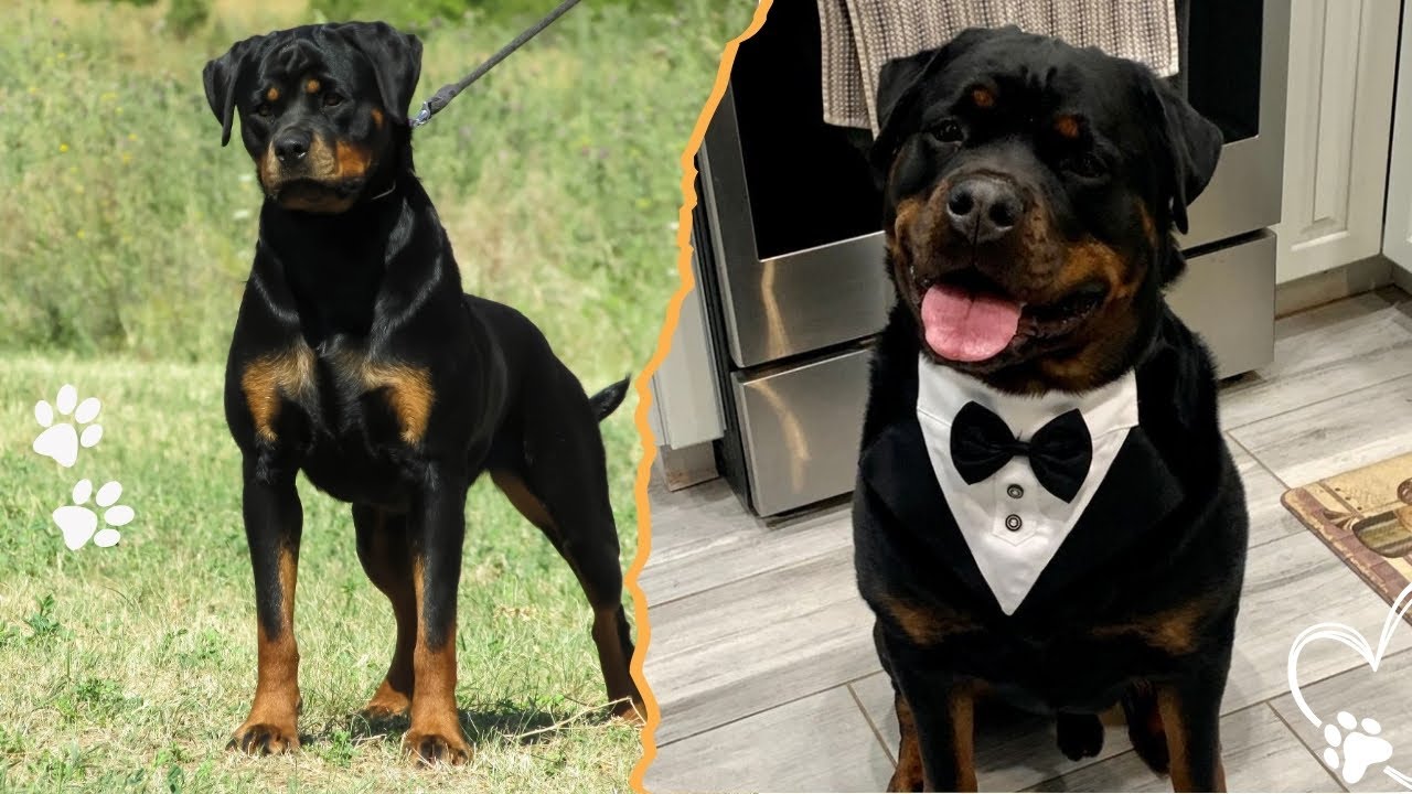 Did you know there are three types of Rottweilers? - YouTube