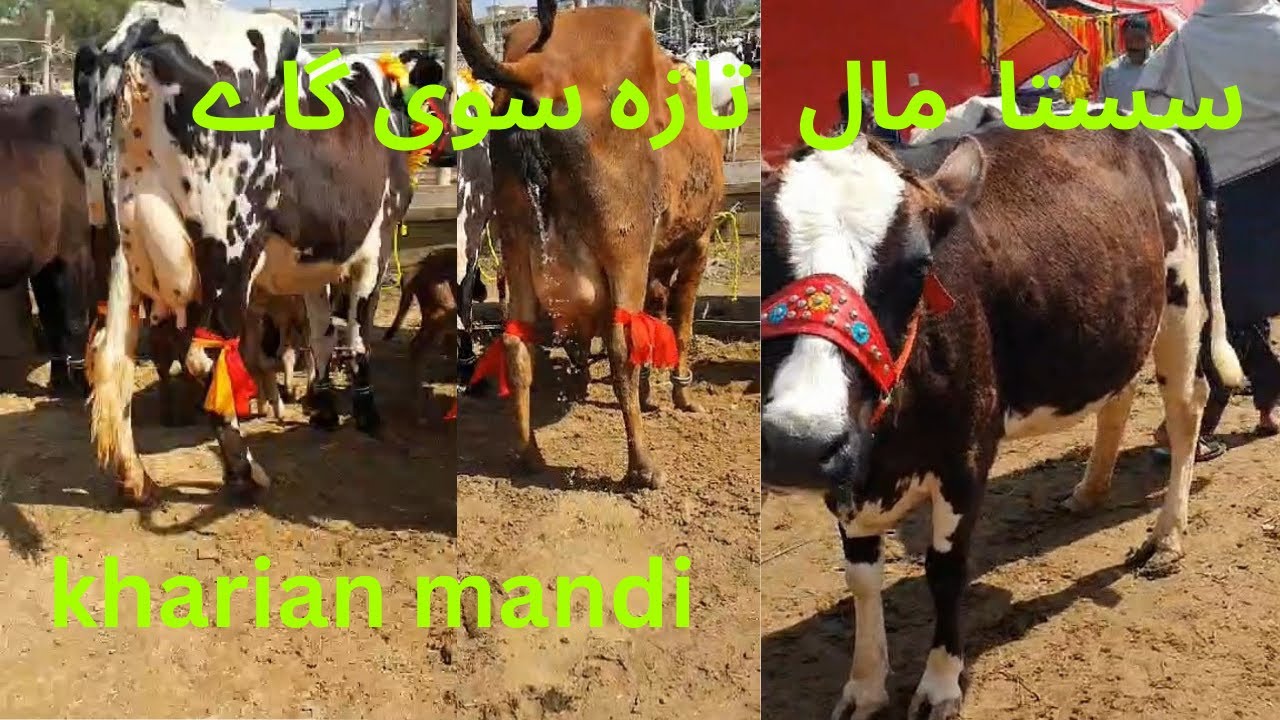 My village ghurko.beutiful animal in kharian mandi. - YouTube