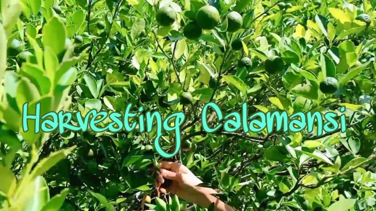 Let's Harvest Calamansi - YouTube