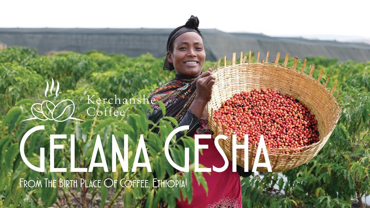 Exploring Gelana Gesha: The Heart of Ethiopian Coffee Excellence - YouTube