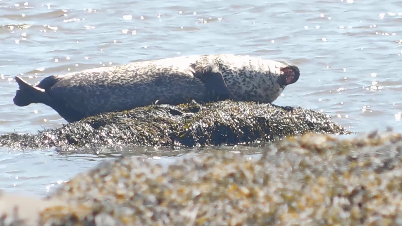 Seal/Shout out for channel: Virtuous2Mommy Family - YouTube