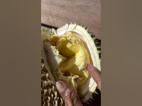 Durian terenak sepanjang masa - YouTube