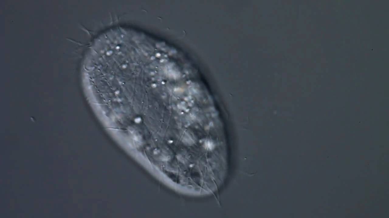 Ciliate in HD - YouTube