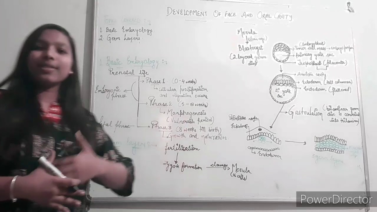 Development of Face and Oral cavity Part1 #Dental anatomy - YouTube