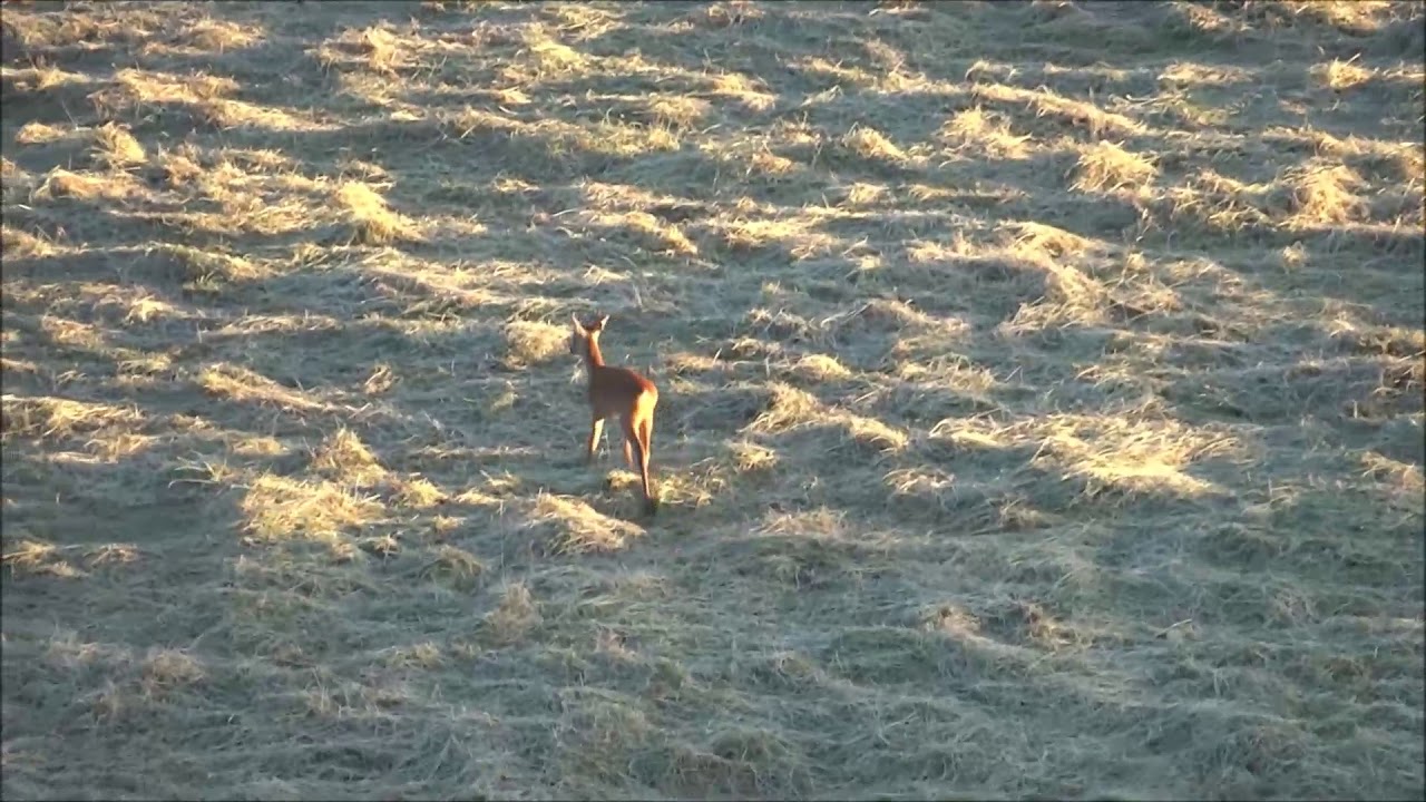 2018 Deer Longdown Exeter - YouTube