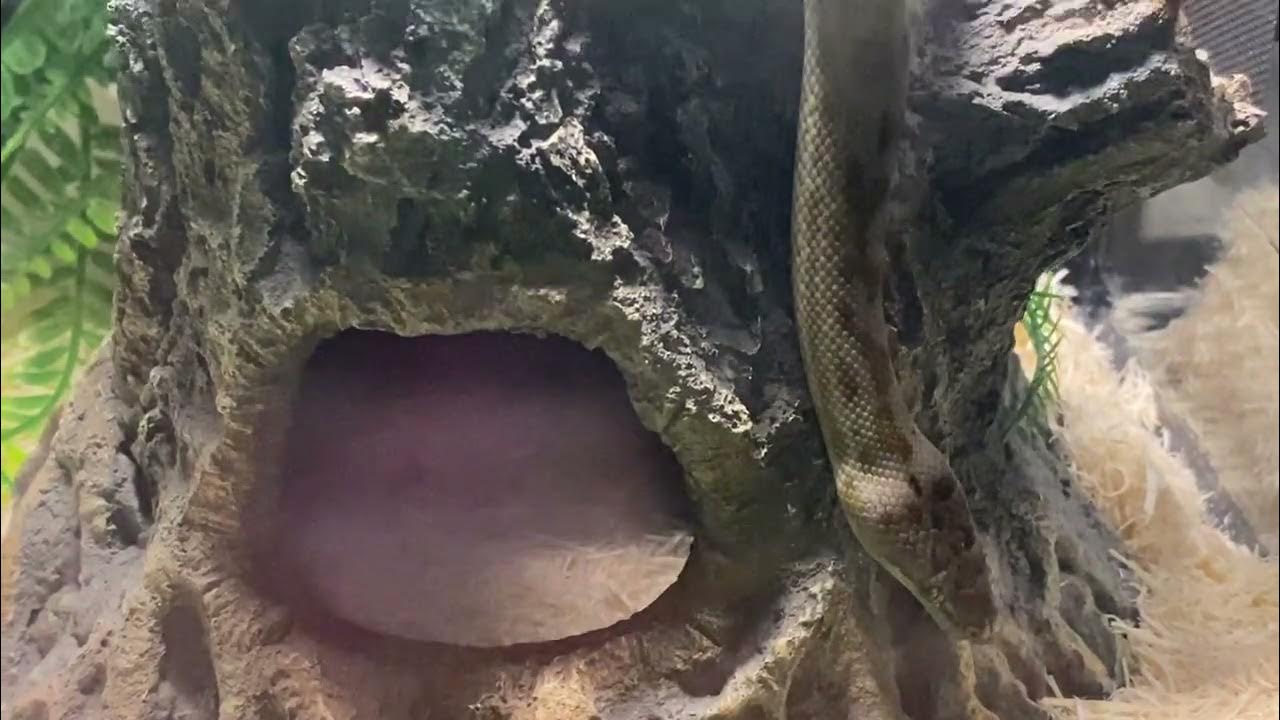 Spotted python exploring enclosure - YouTube