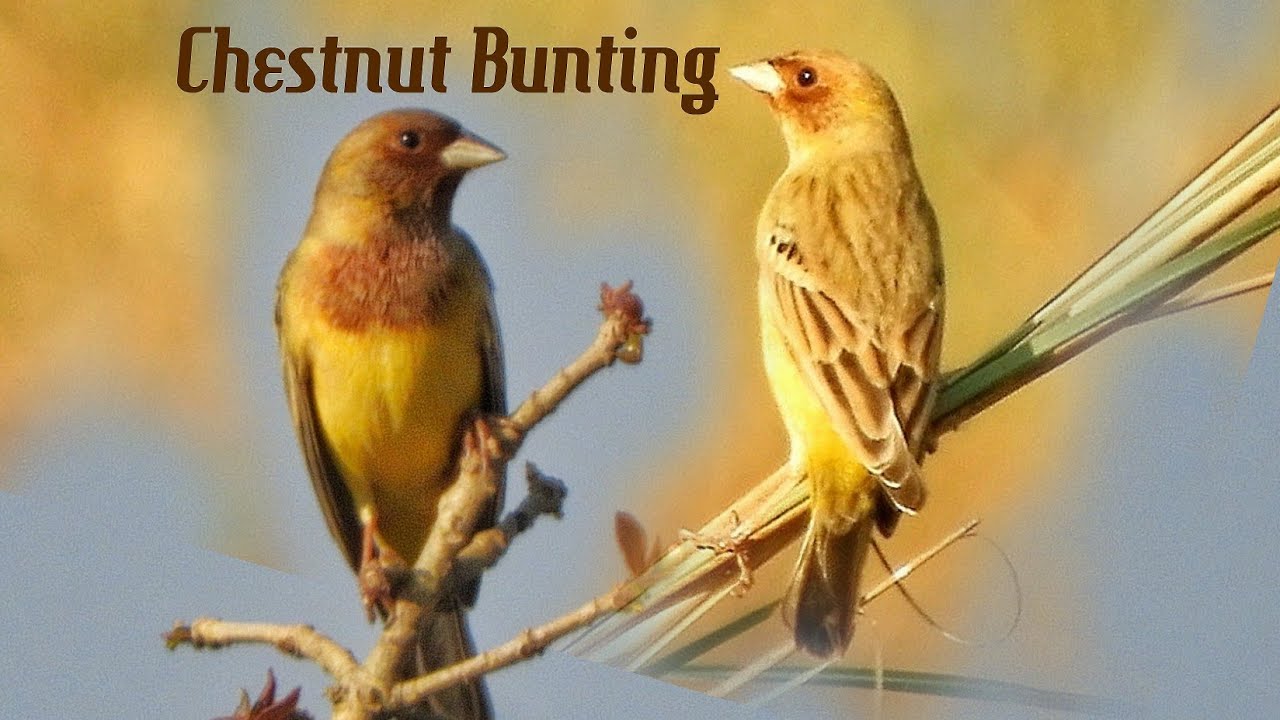 Chestnut Bunting (Emberiza rutila)Bruant roux, Rötelammer, Semillerito ...