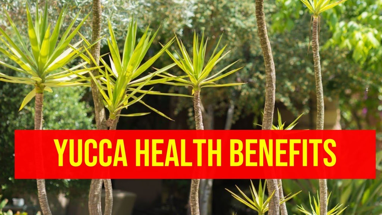 Health Benefits of Yucca: Everything You Need to Know - YouTube