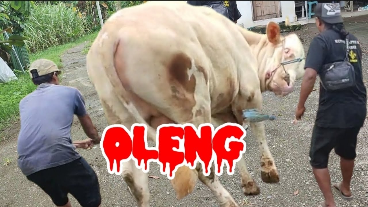 Proses loading 4 ekor sapi di kandang caesario farm - YouTube