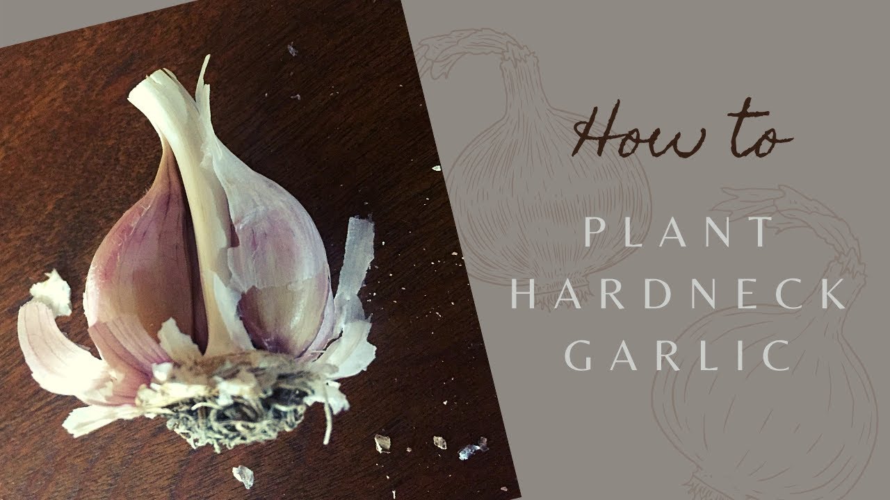How to Plant and Grow Hardneck Garlic - Fall Planting and Care Guide ...
