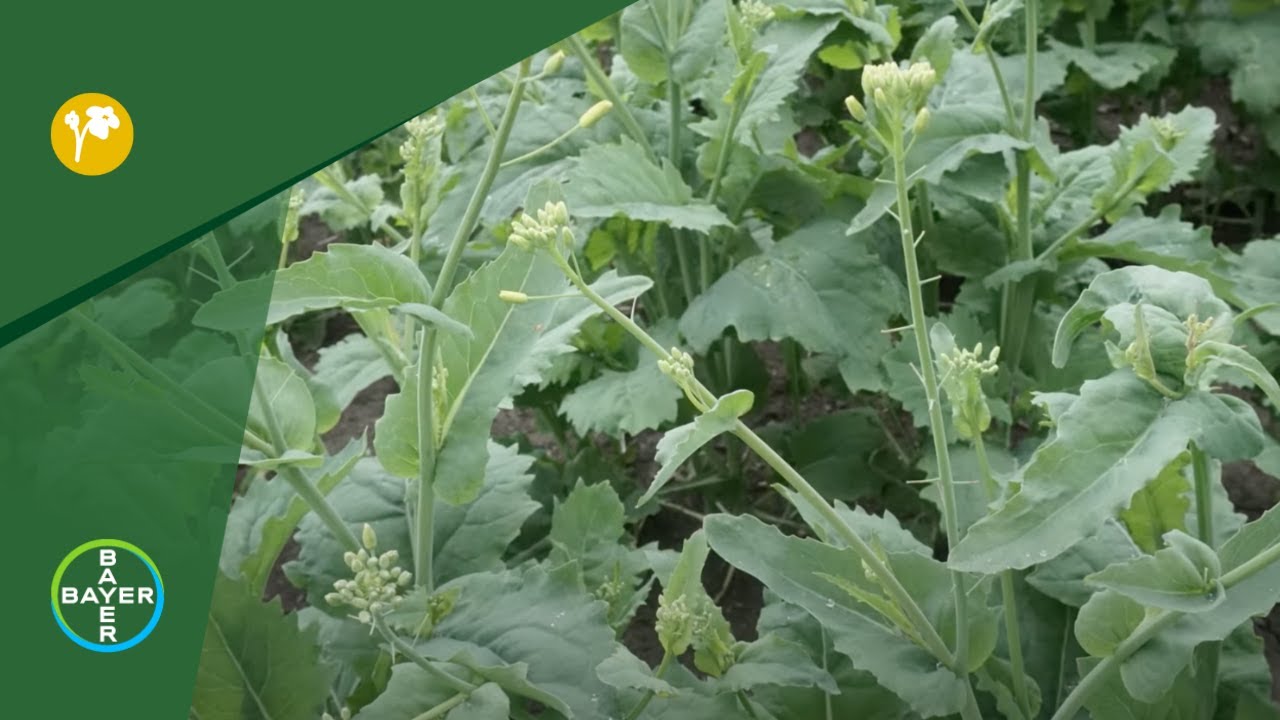 Seed Treatments: Meet BUTEO® start, Powerful Protection for your Canola ...