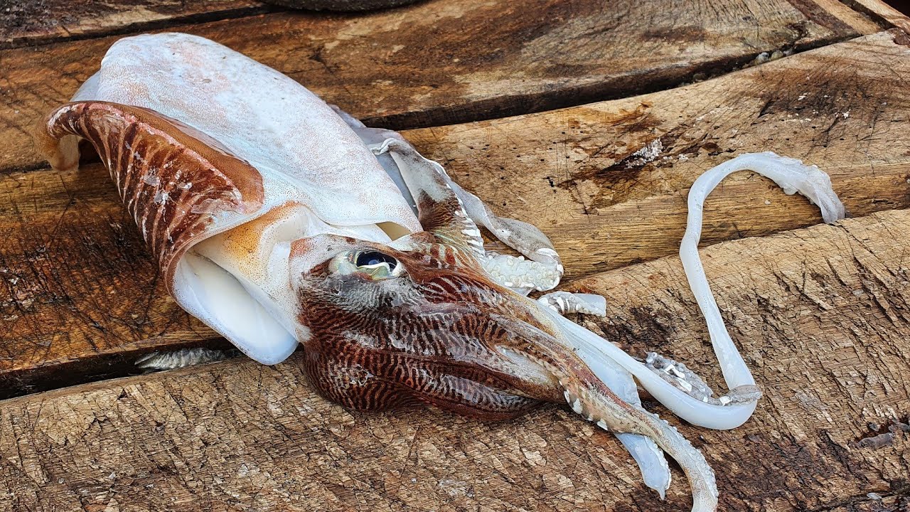 Fresh Cuttlefish Cleaning Without Damaging the Die Bag | Cuttlefish ...