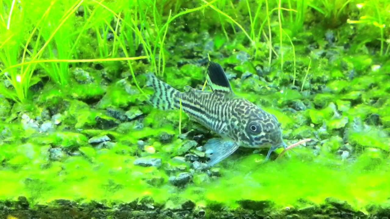 False Cory Cat Eating Live Worms - YouTube
