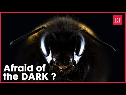 Where Are Bees At Night