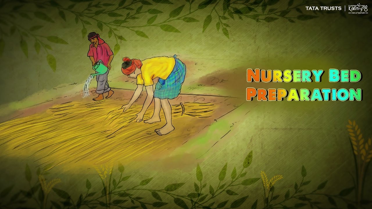 04 SRI RICE Nursery Bed Preparation YouTube 04-sri-rice-nursery-bed-preparation-youtube