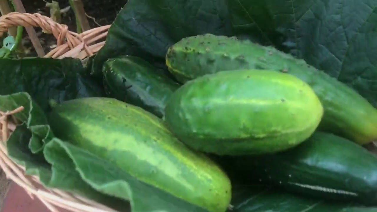 Cucumbers Harvesting | Gardening in London - YouTube