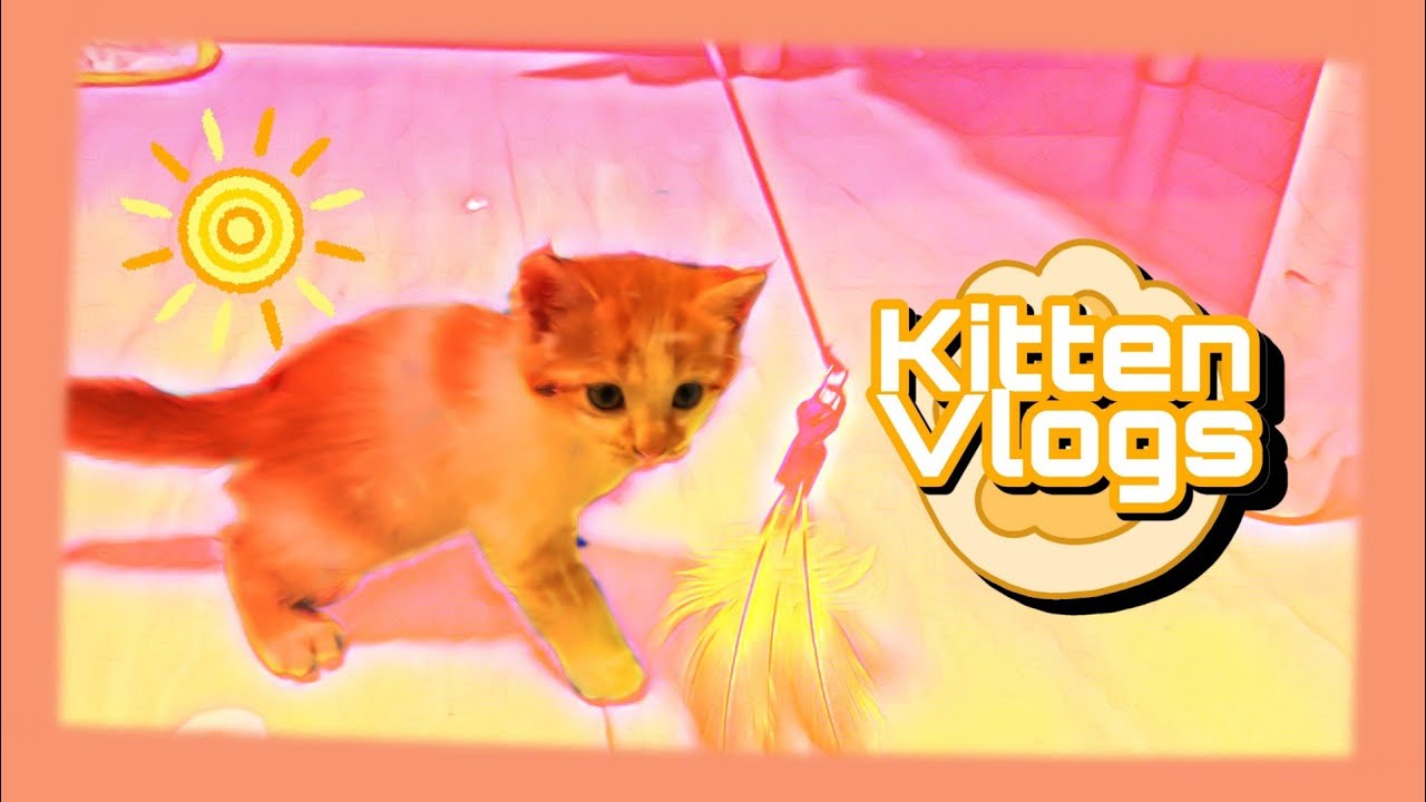 Kitten Vlogs [Daily Routine] Caramel is Afraid to Play a New Toy (Most ...