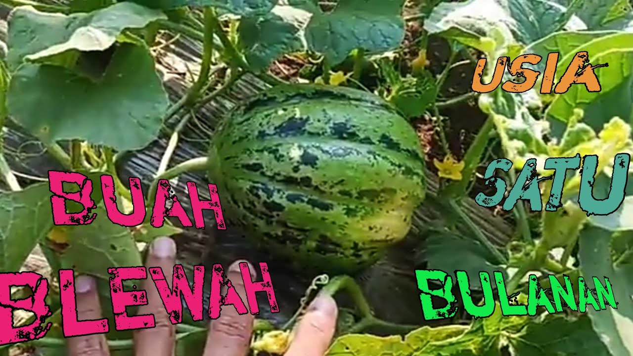 Menanam Buah Blewah: Umur sekitar 1 bulanan(Planting cantaloupe: around ...