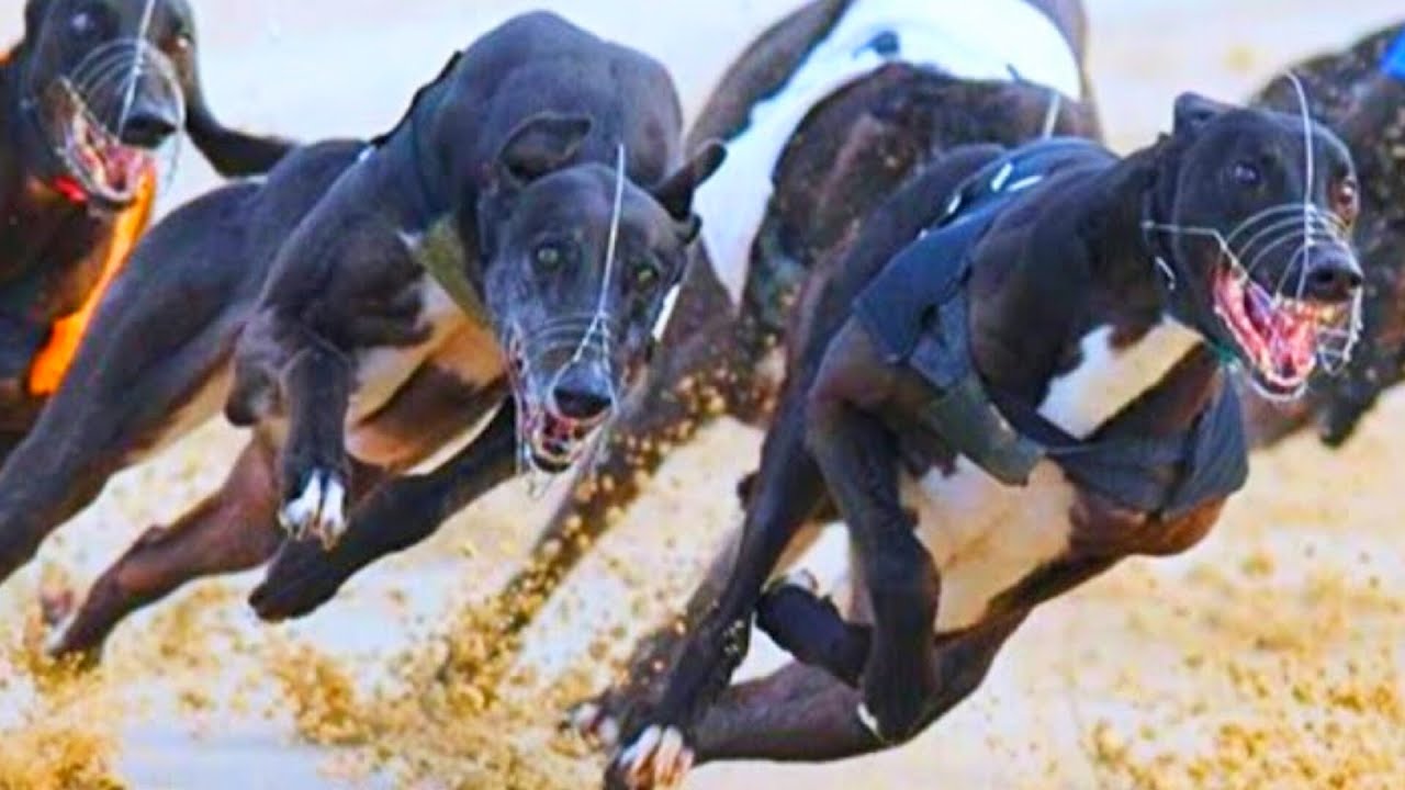 **"Salukis on the Scene: A Display of Endurance and Speed"** - YouTube